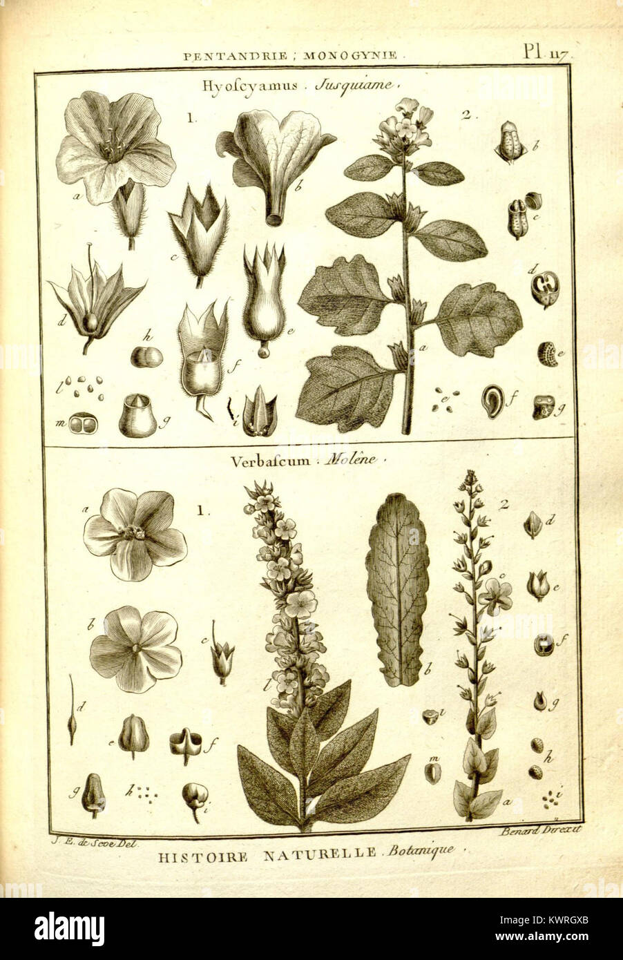 'Recueil de planches de botanique de l'encyclopédie' is a botanical ...
