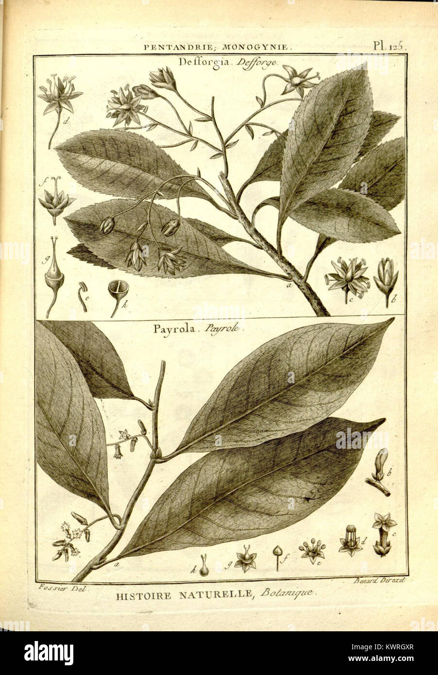 Detailed illustration displays hi-res stock photography and images - Alamy