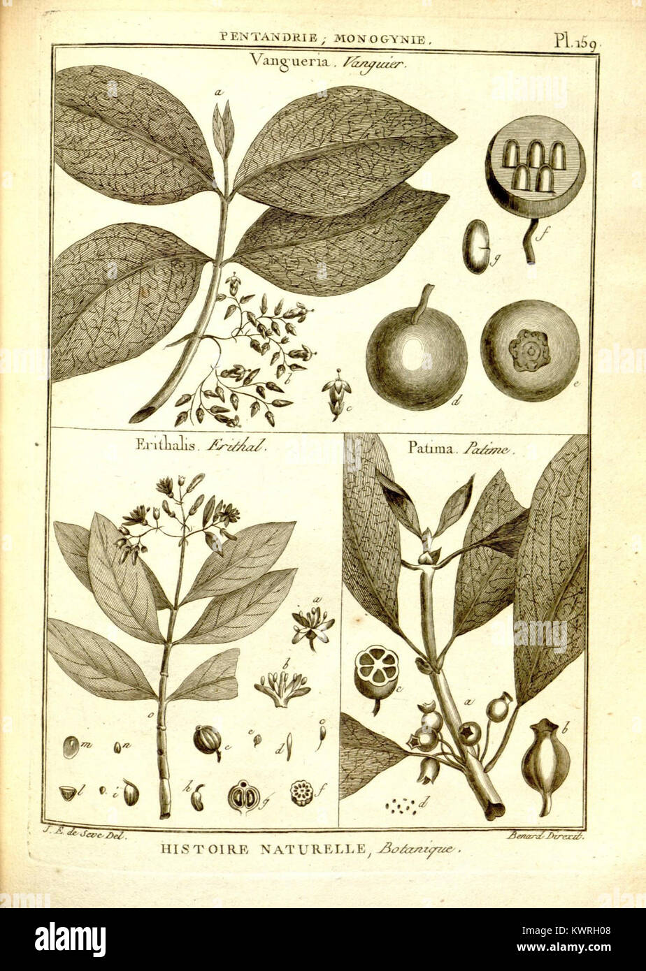 This botanical illustration collection from the Encyclopédie presents ...