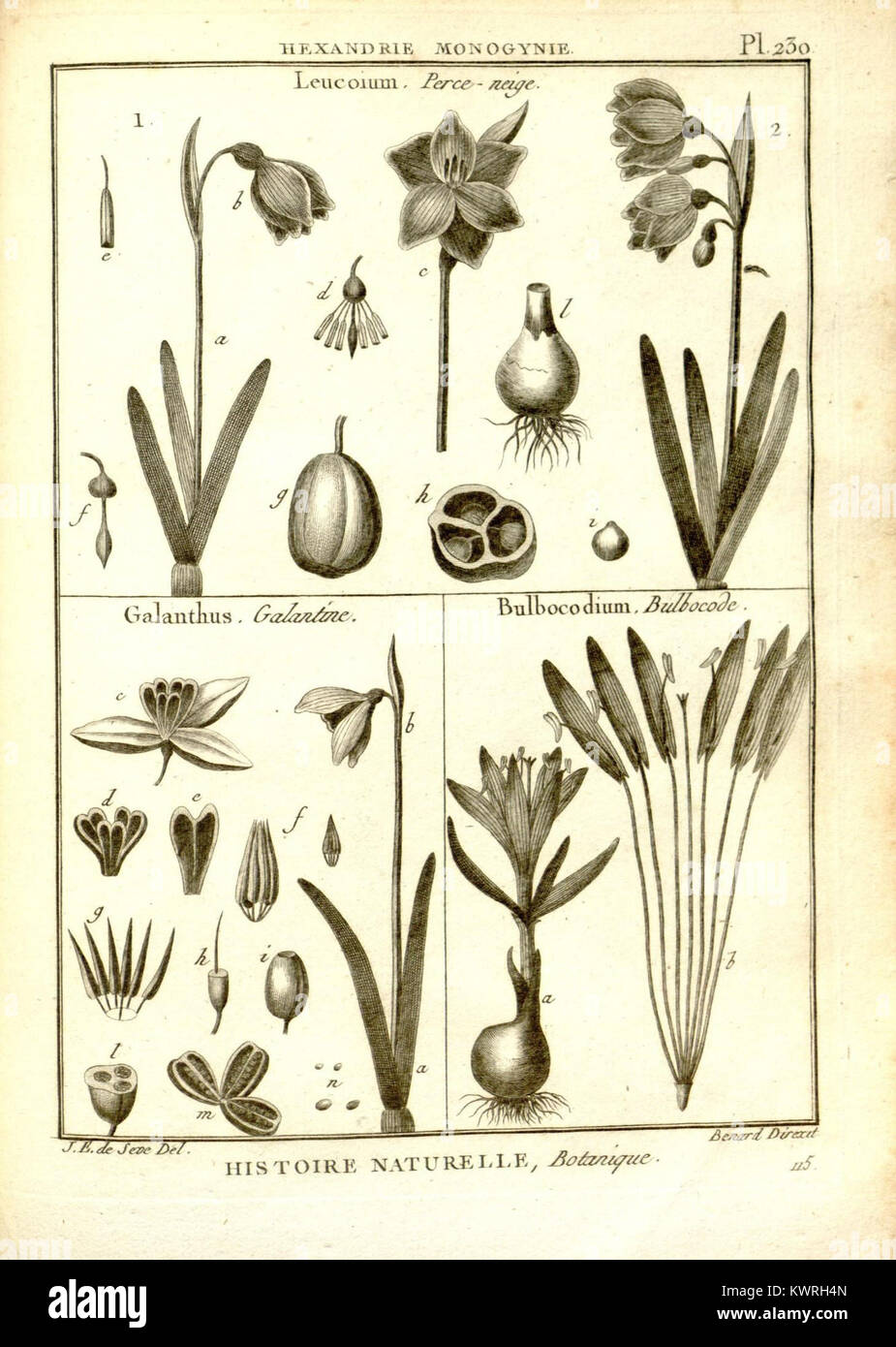 Botanical plate from 'Recueil de planches de botanique de l ...