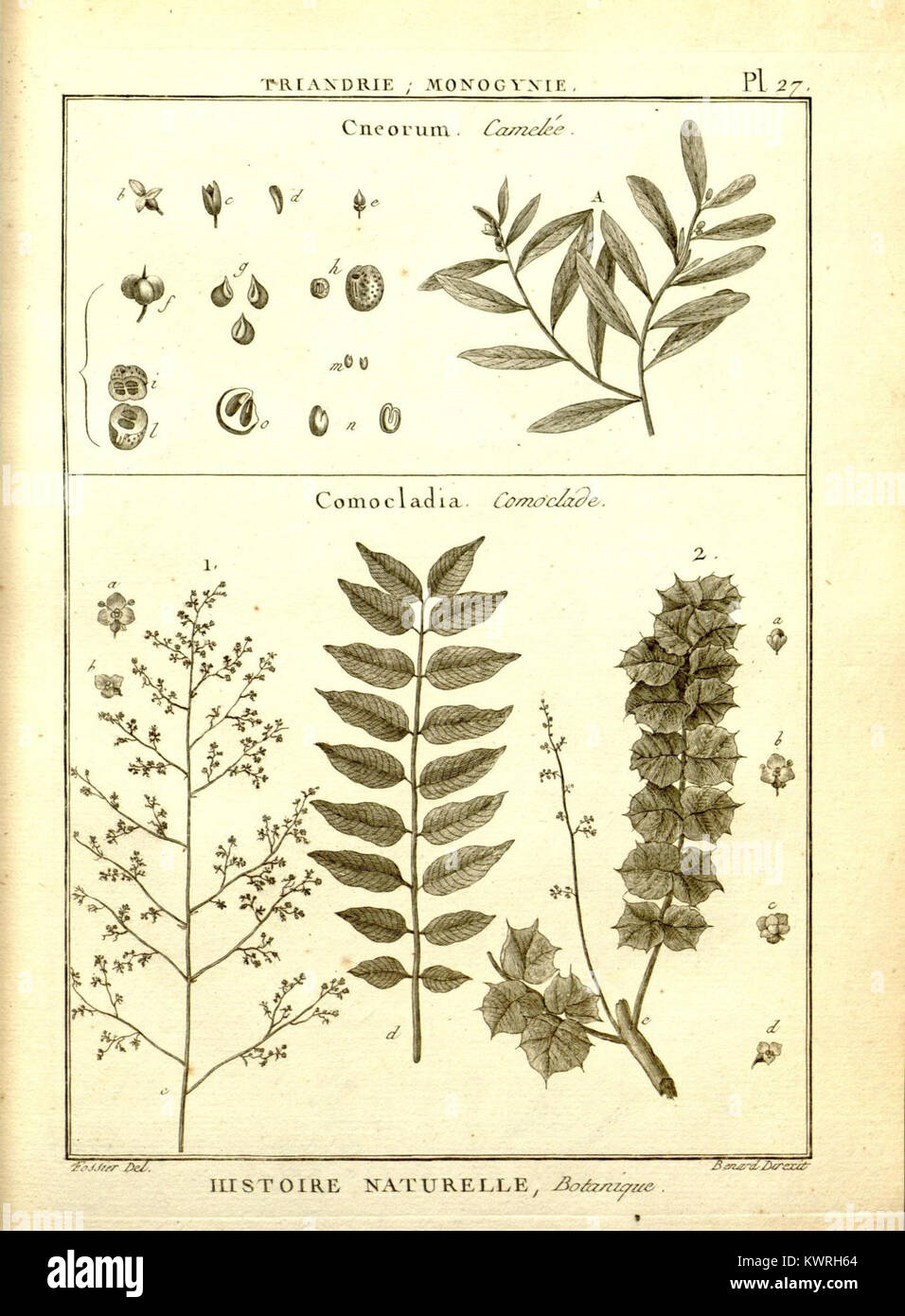 Detailed botanical illustration showcases hi-res stock photography and ...