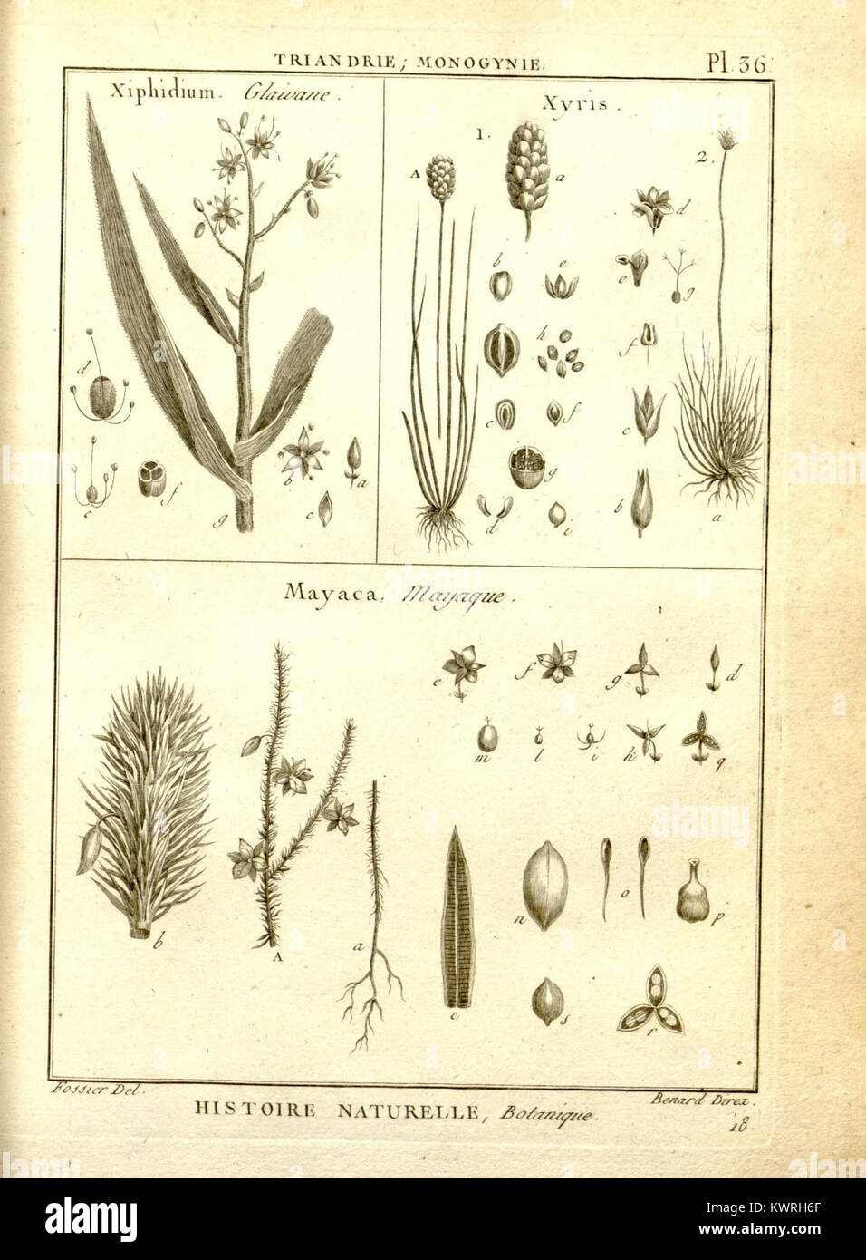 Botanical reference featuring hi-res stock photography and images - Alamy