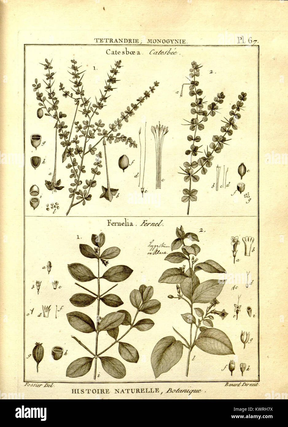 Several botanical drawings hi-res stock photography and images - Alamy