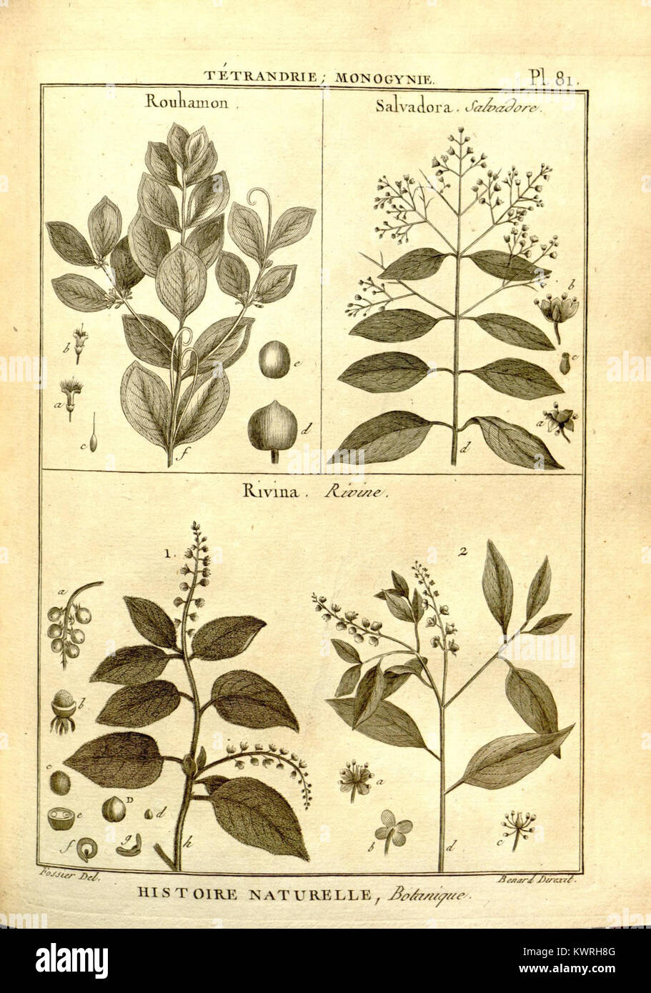Various botanical illustrations showcases hi-res stock photography and ...