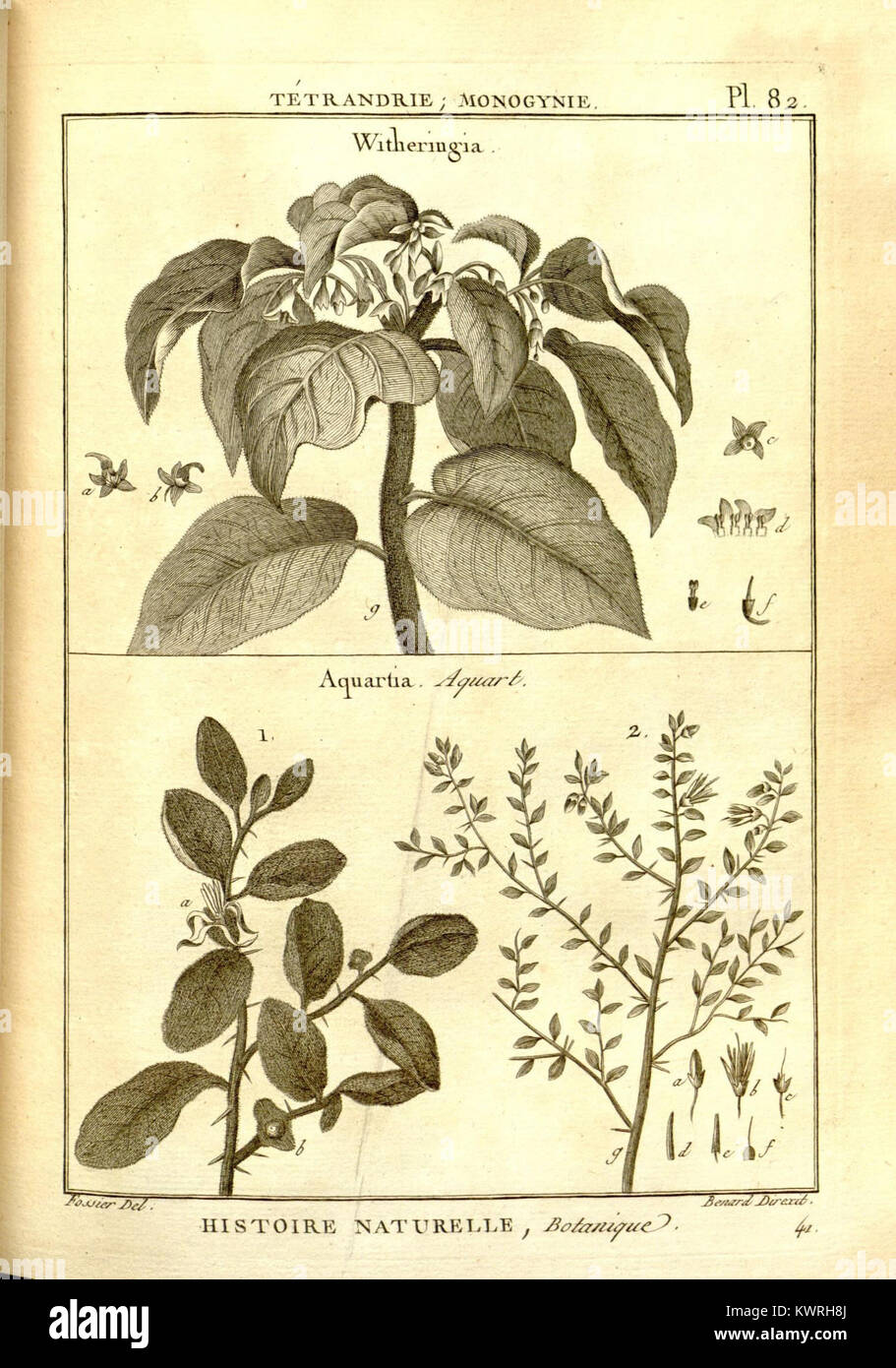 This botanical plate from the 'Encyclopédie' offers detailed depictions ...
