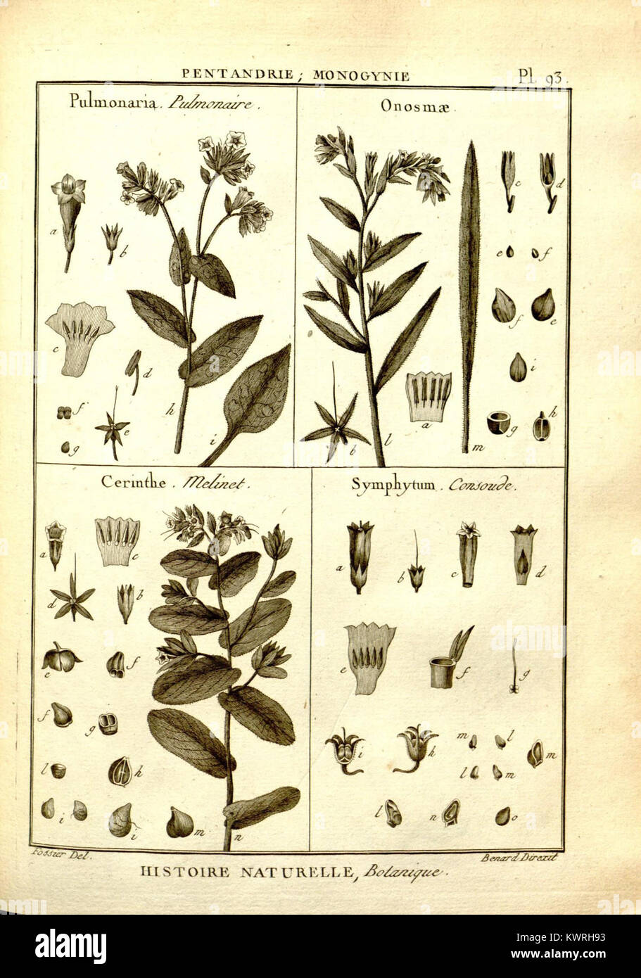 Plate 93 from the botanical compendium “Recueil de planches de ...