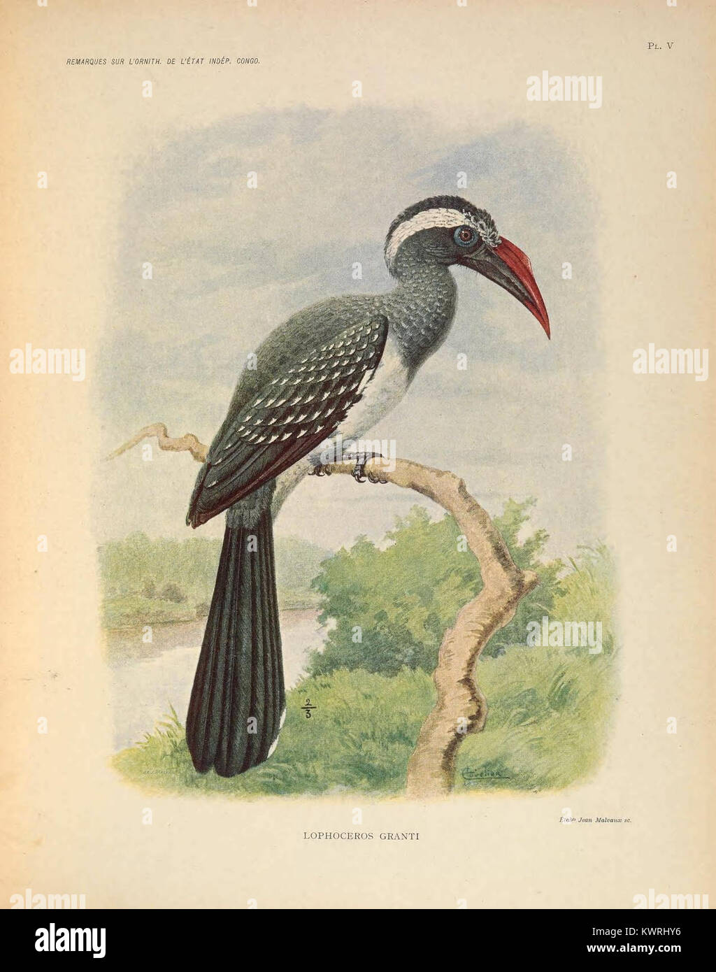 Avifauna de africa hi-res stock photography and images - Alamy