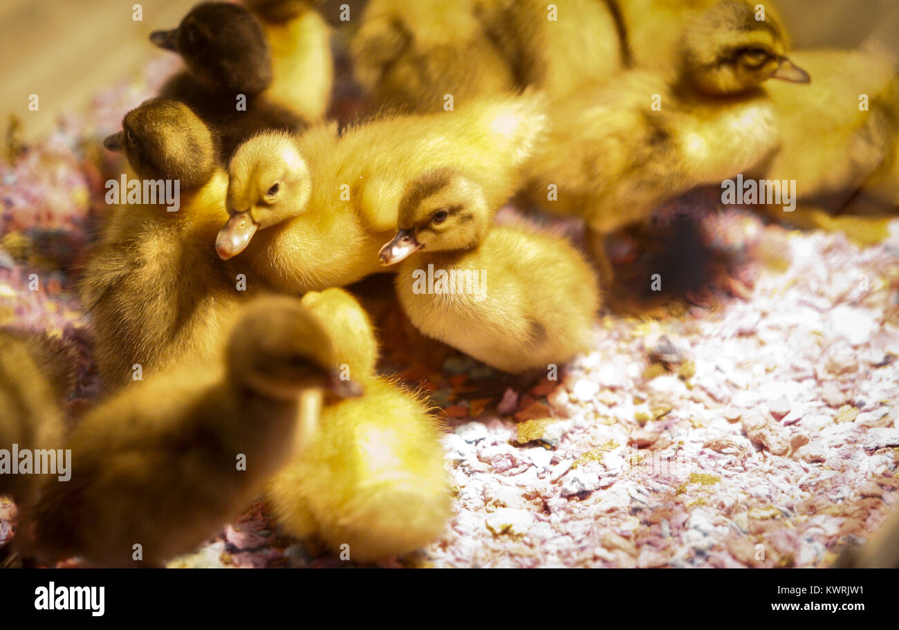 Day old ducklings hi-res stock photography and images - Alamy