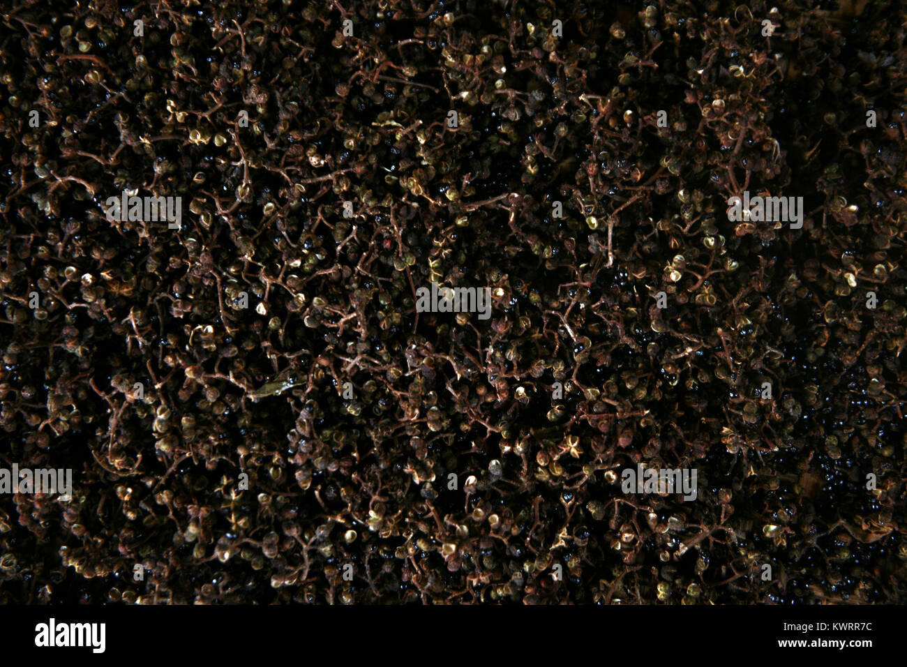 Medan, North Sumatra, Indonesia. 16th Nov, 2017. Andaliman Pepper ...