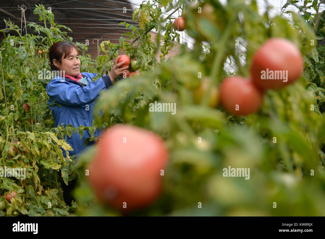 Xingtai. 5th Jan, 2018. A farmer picks tomatoes in Shahe City, north ...