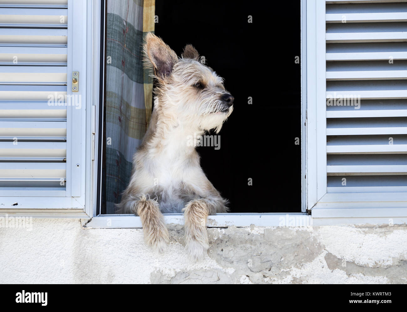 Dog looking out of hi-res stock photography and images - Alamy