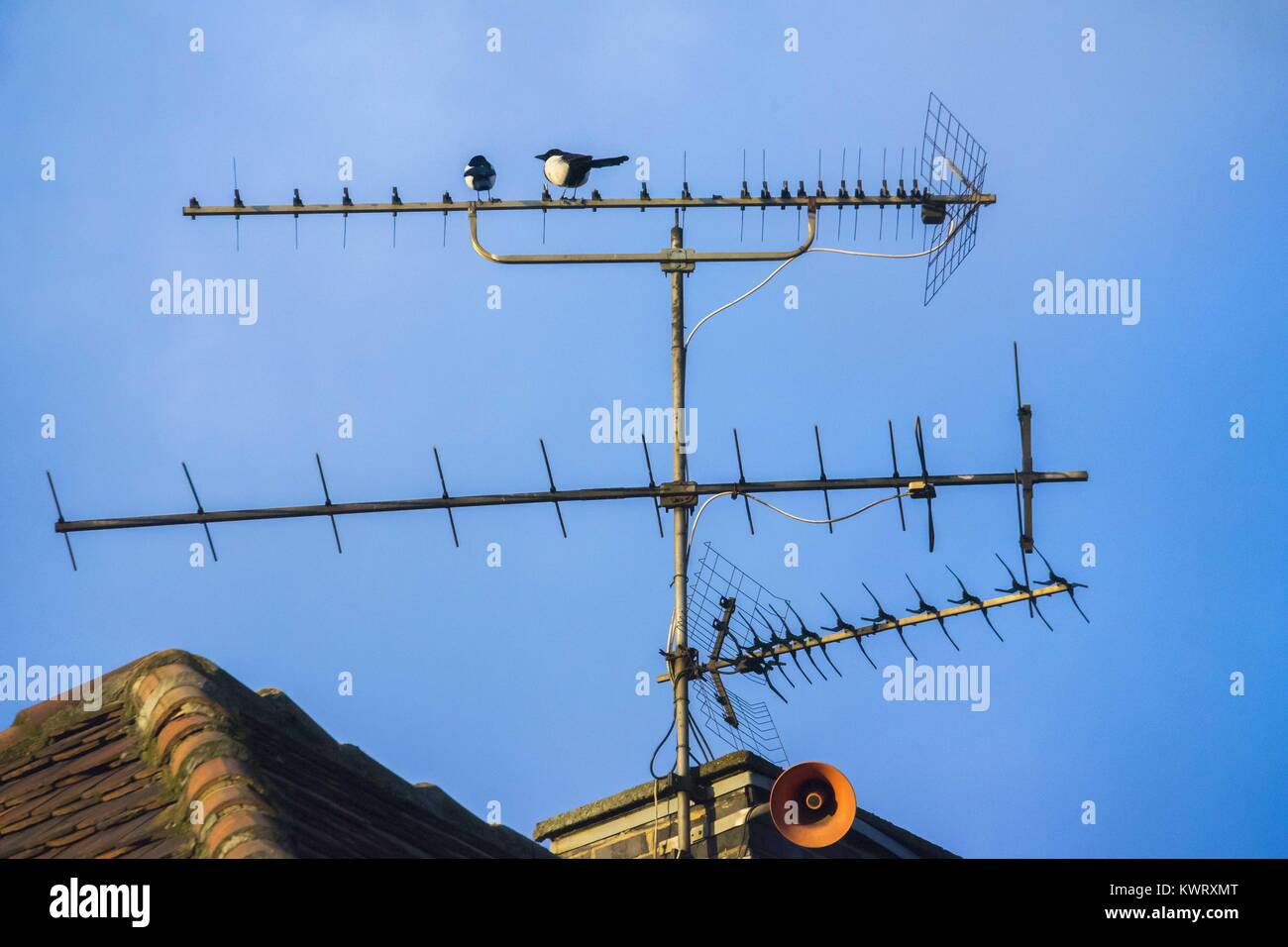 Antena bird hi-res stock photography and images - Alamy