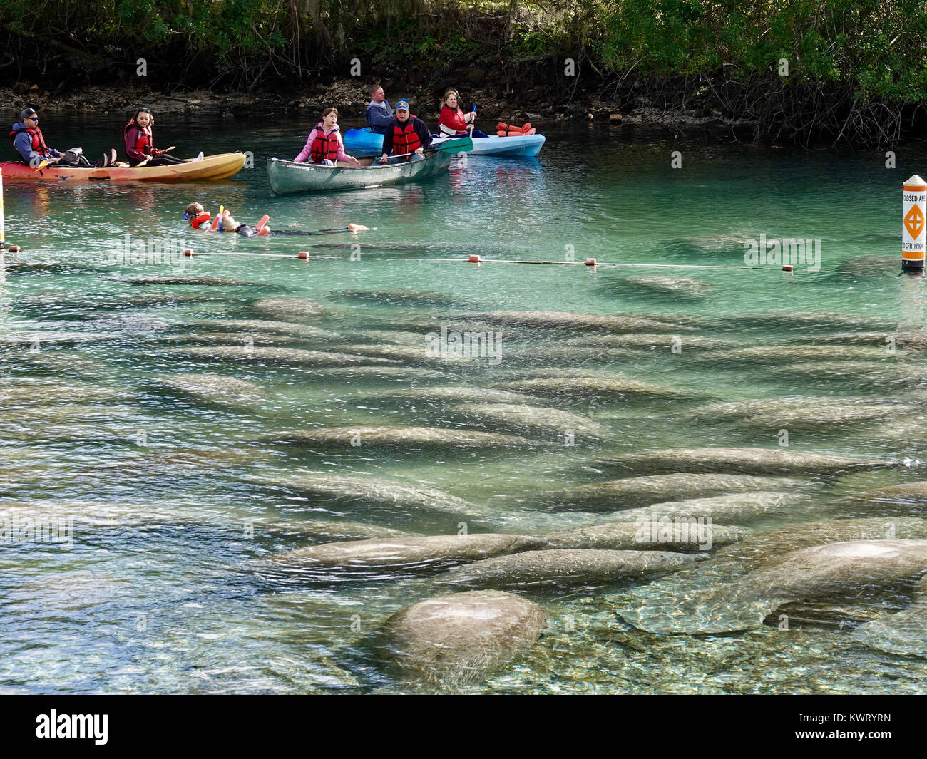 Endangered florida manatee three hi-res stock photography and images ...