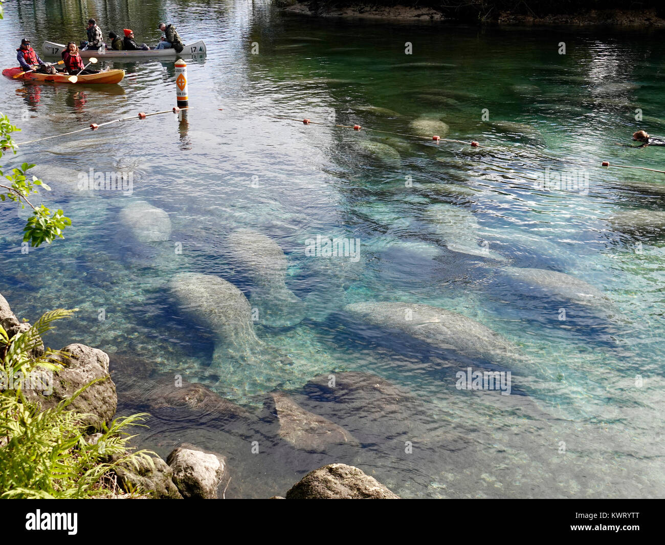 Endangered florida manatee three hi-res stock photography and images ...