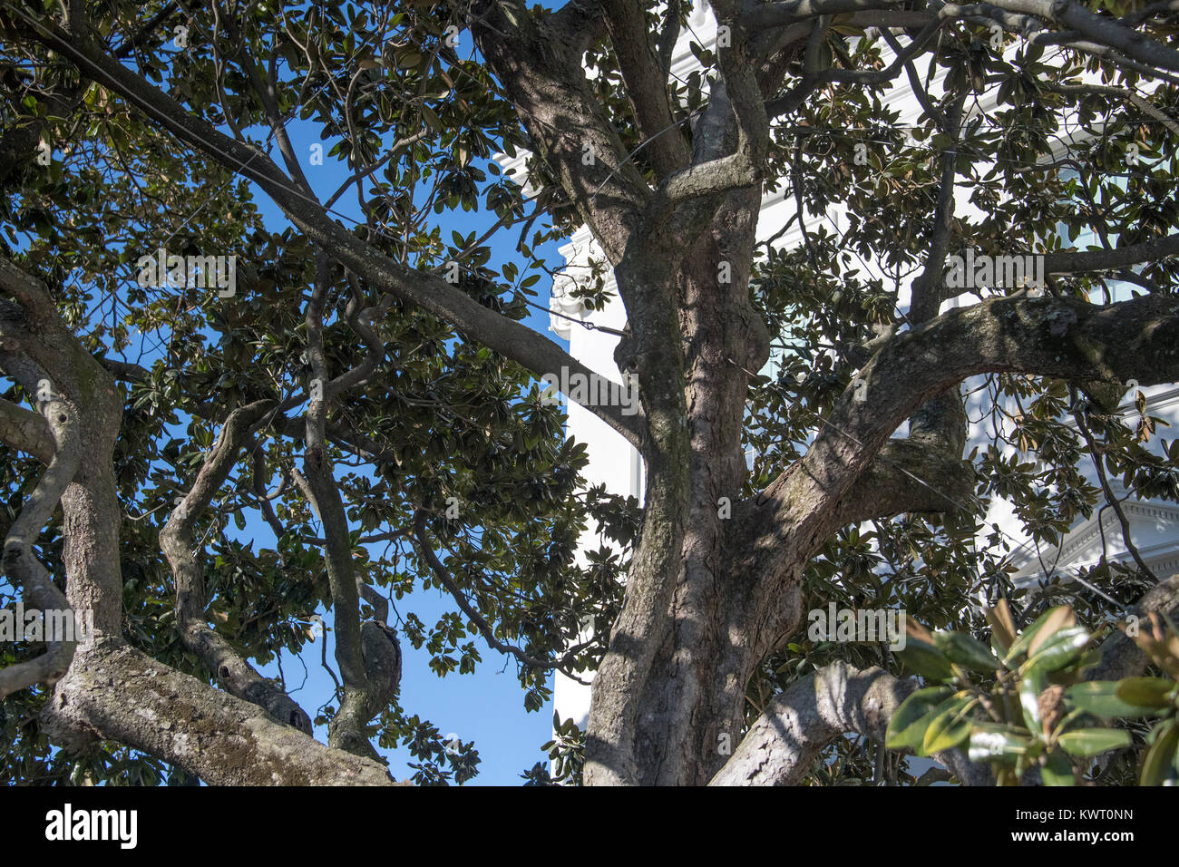 The Jackson Magnolia, a tree that was planted on the White House ...
