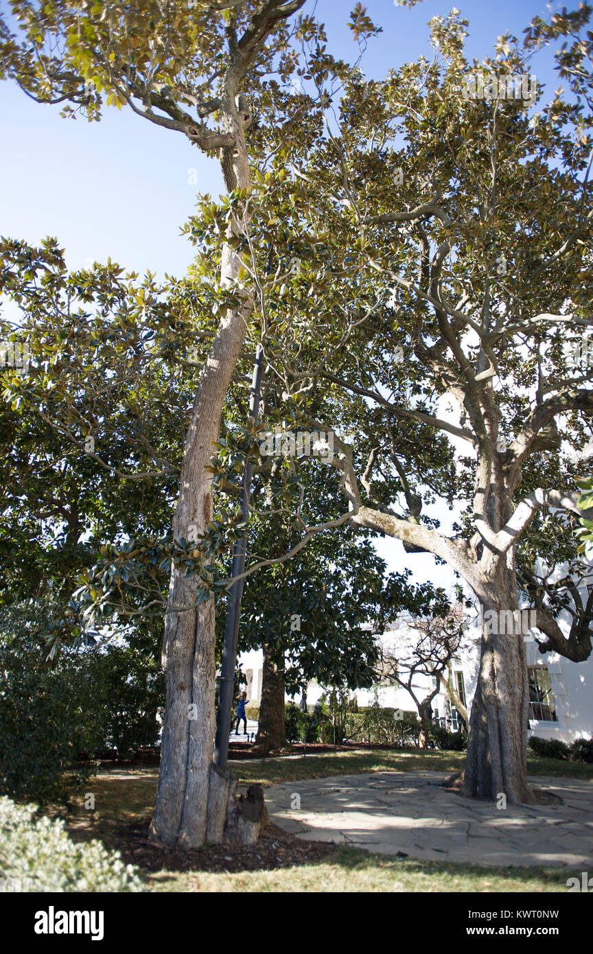 The Jackson Magnolia, a tree that was planted on the White House ...