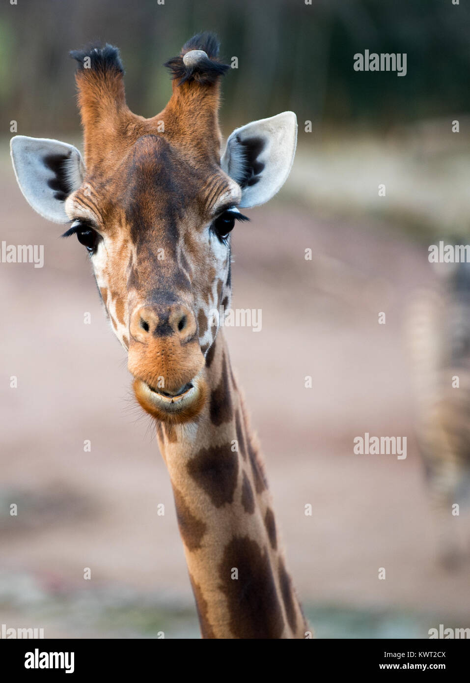 Dresden, Germany. 4th Jan, 2018. A giraffe roams through its enclosure ...