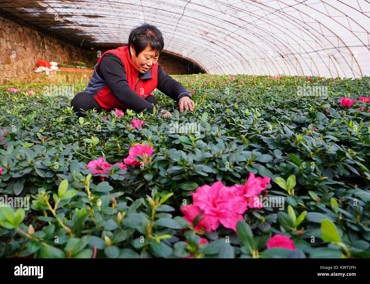 Shijiazhuang, China's Hebei Province. 5th Jan, 2018. A florist takes ...