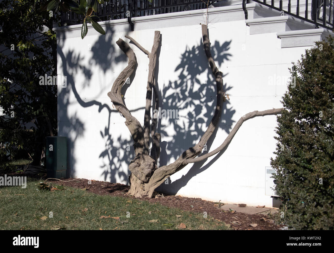 The Jackson Magnolia, a tree that was planted on the White House ...