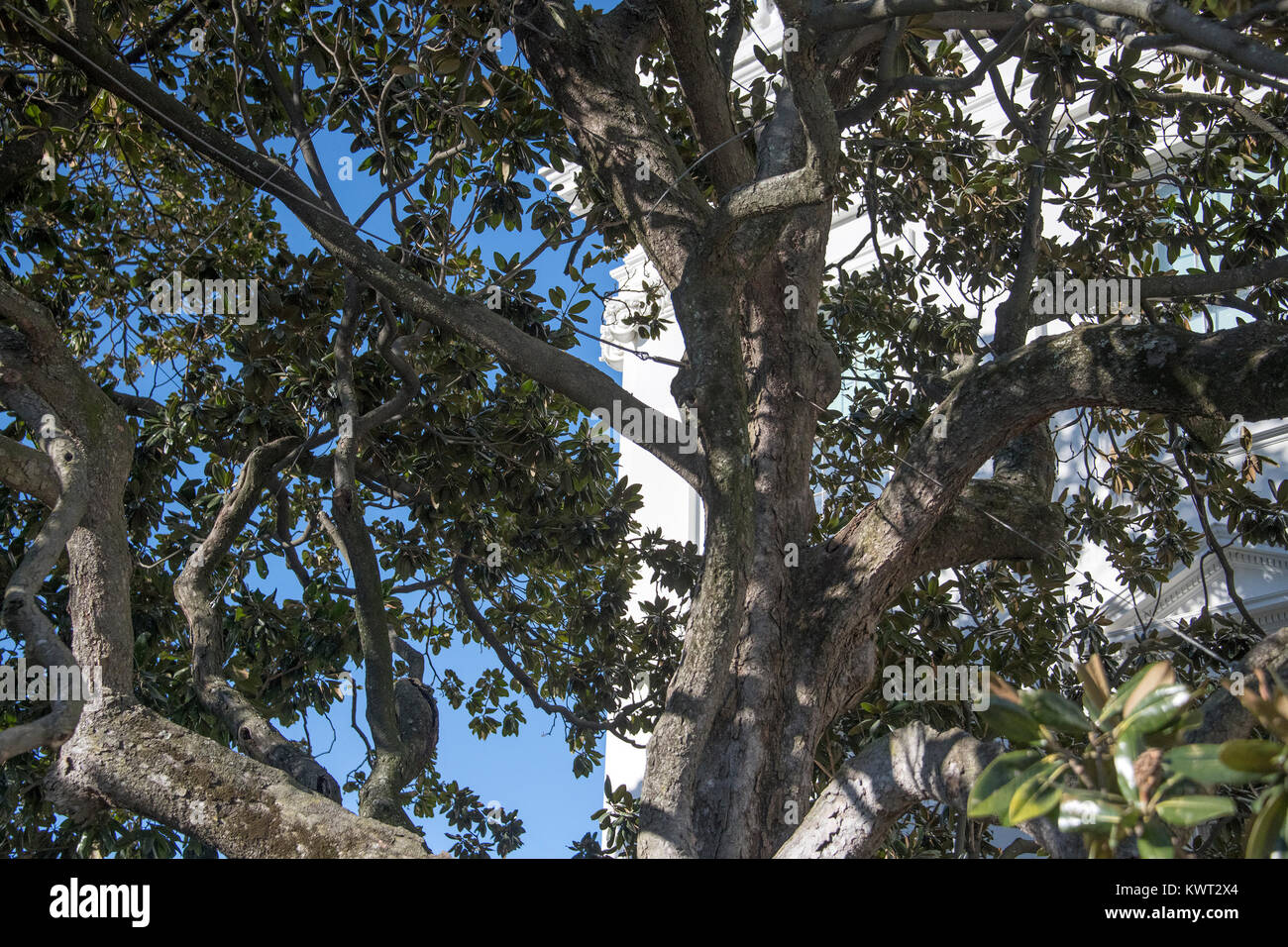 The Jackson Magnolia, a tree that was planted on the White House ...