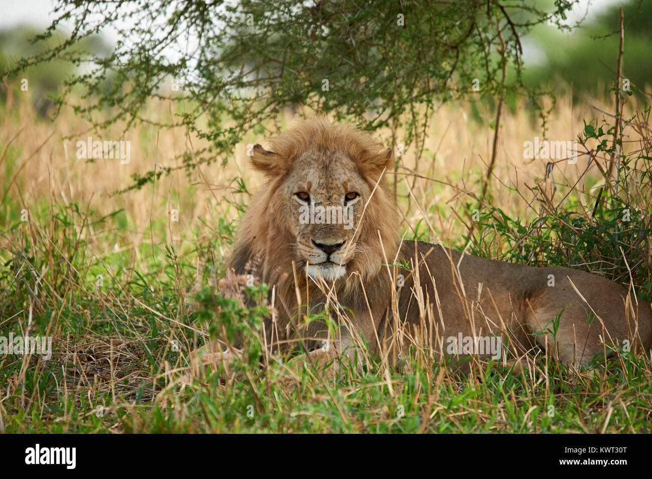 A watchful male lion resting under a bush Stock Photo - Alamy