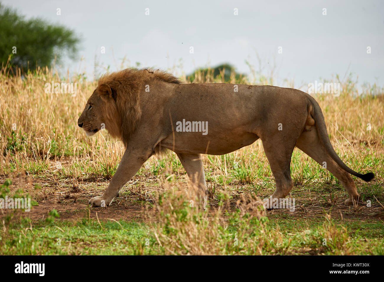 Male lion strolling the plains Stock Photo - Alamy