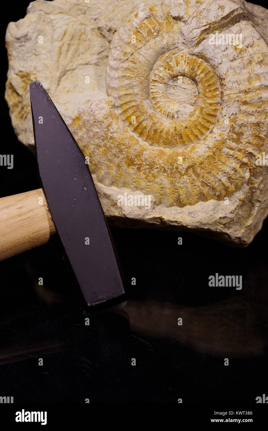Fossil hunting hammer hi-res stock photography and images - Alamy