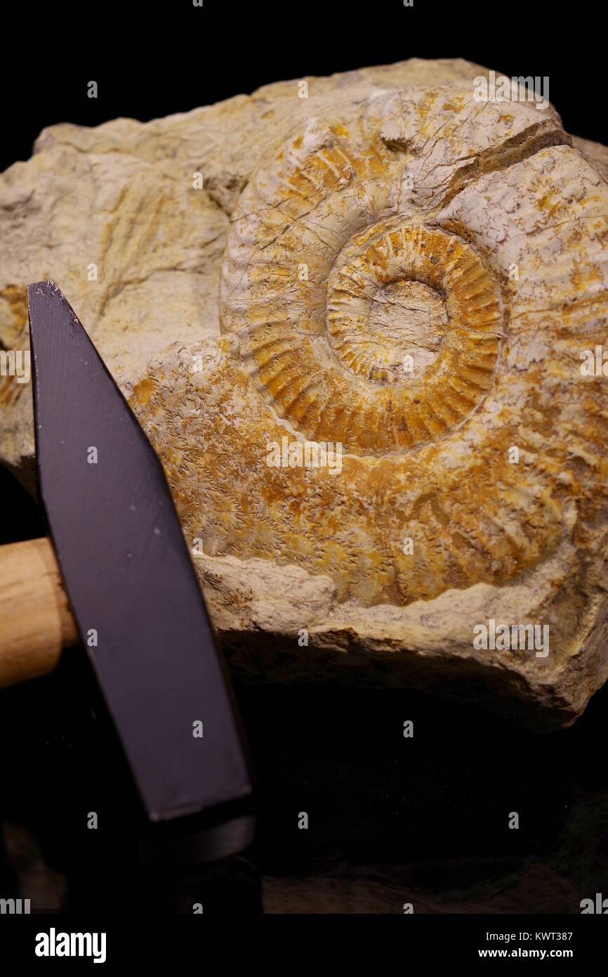 Ammonites and a Geological Hammer. Fossil Hunting on South Britain's ...