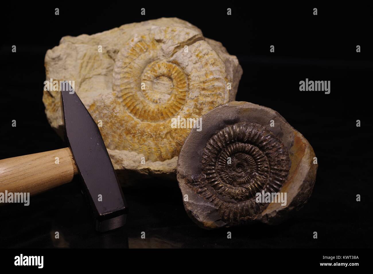 Fossil hunting hammer hi-res stock photography and images - Alamy