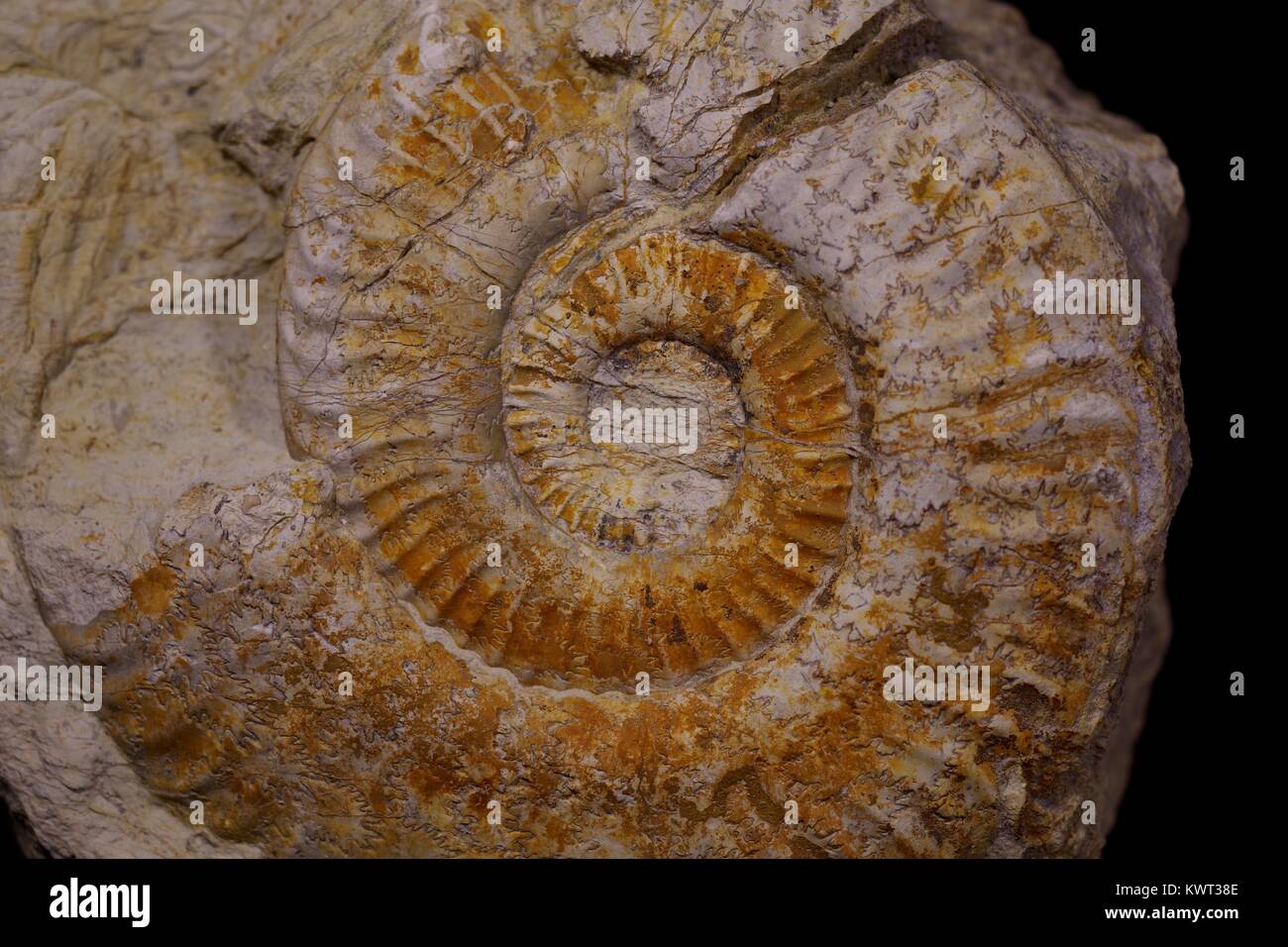 Ammonite Fossil, Extinct Cephalopod Species. Biological Evolution and ...