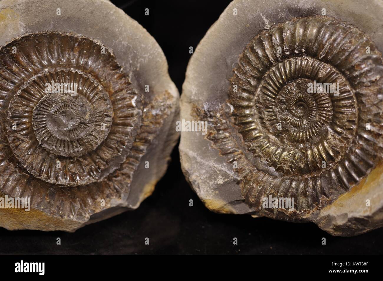 Ammonite Fossil, Extinct Cephalopod Species. Biological Evolution and ...