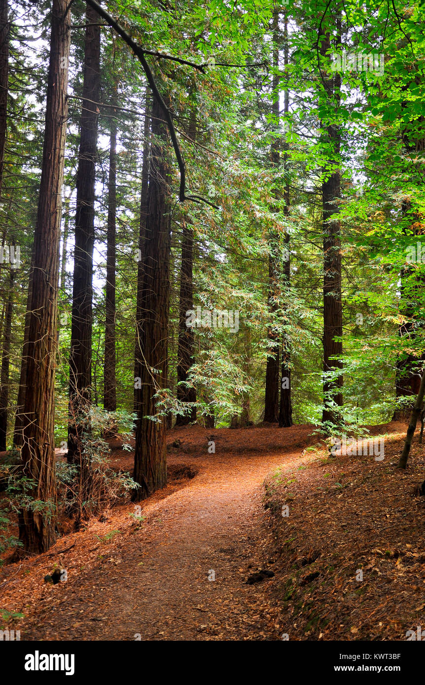 A walking path in a sequoia forest Stock Photo - Alamy