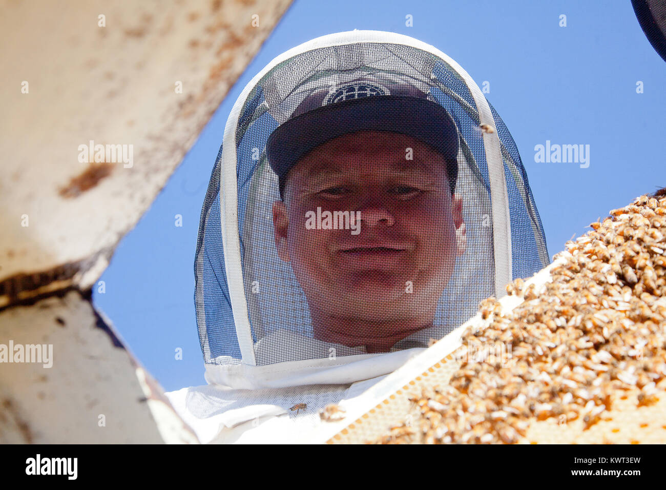 Beekeeper attending one of his hives at an active jellybush (Manuka ...