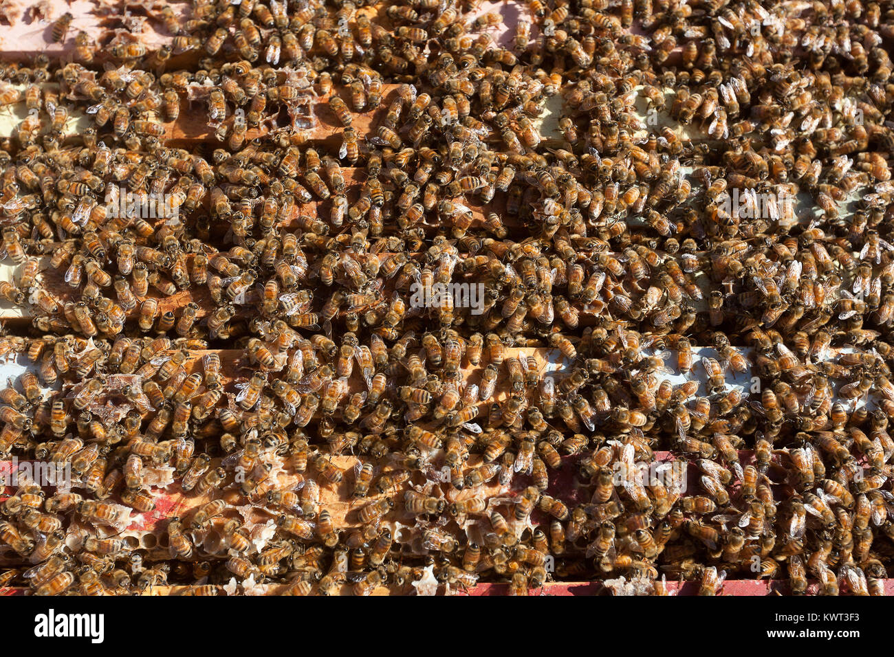 Australian honey bees hi-res stock photography and images - Alamy