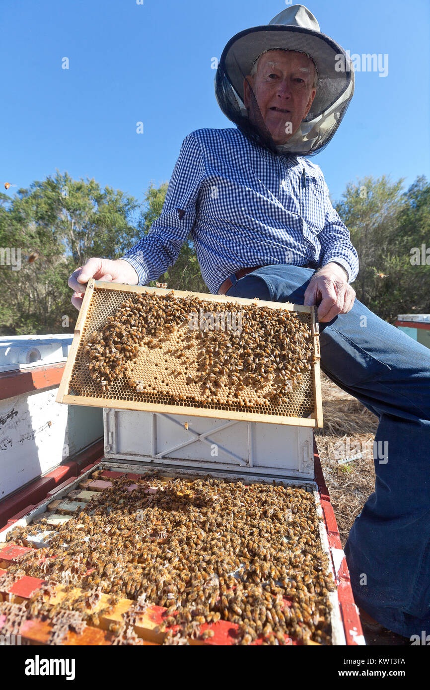 Beekeeper attending one of his hives at an active jellybush (Manuka ...