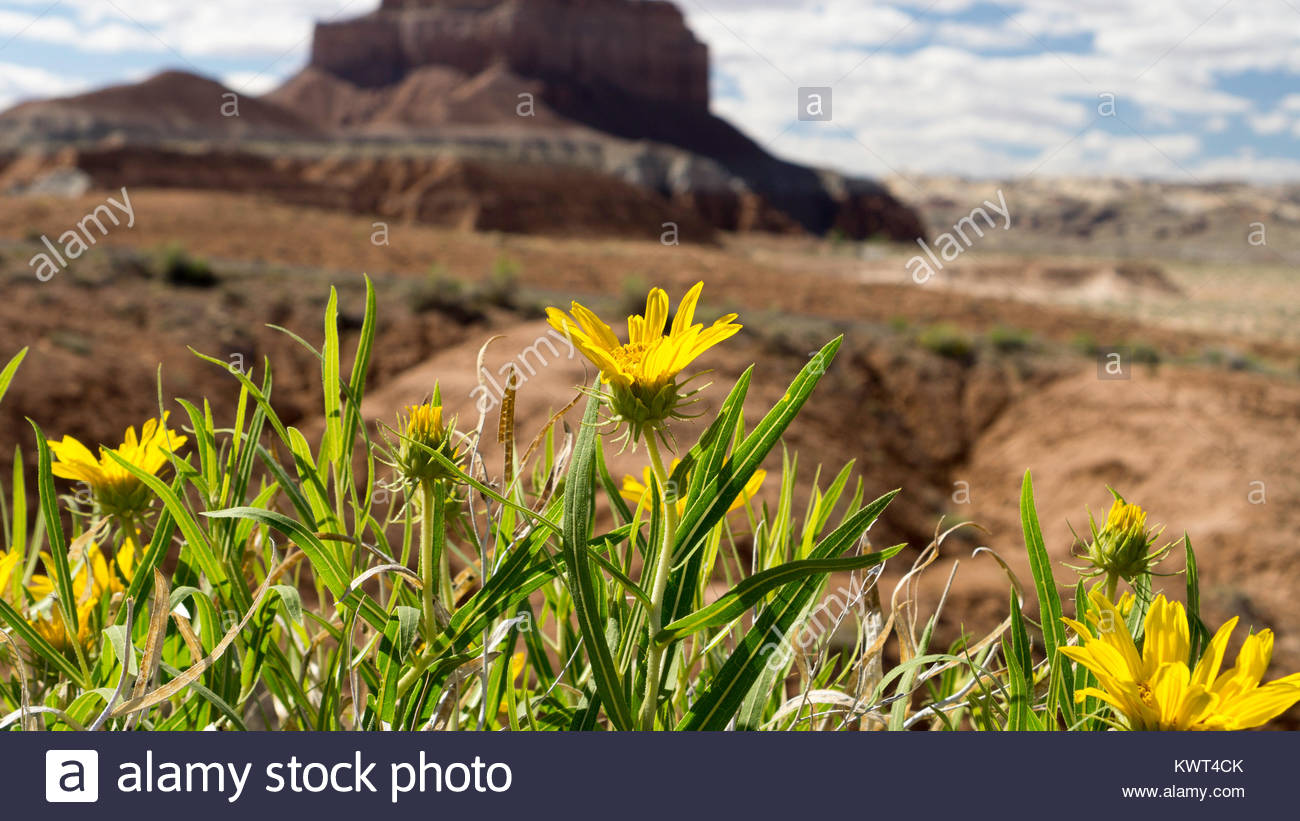 Mule Ears Stock Photos & Mule Ears Stock Images - Alamy