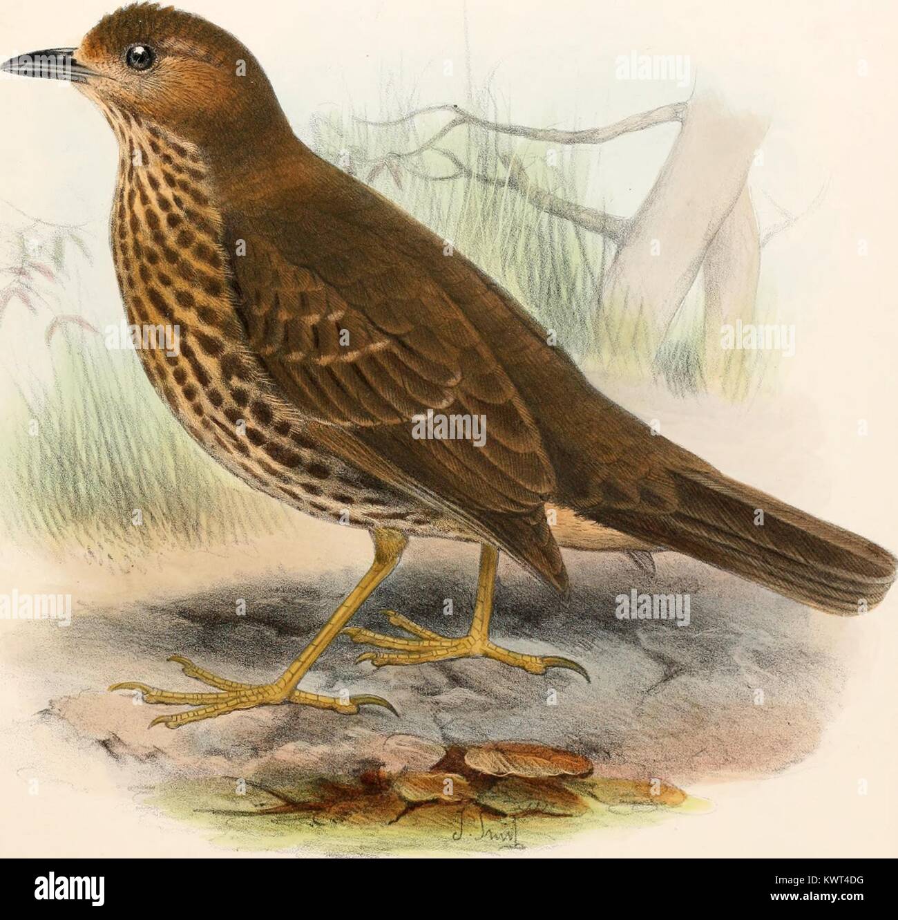 Thrush illustration hi-res stock photography and images - Alamy