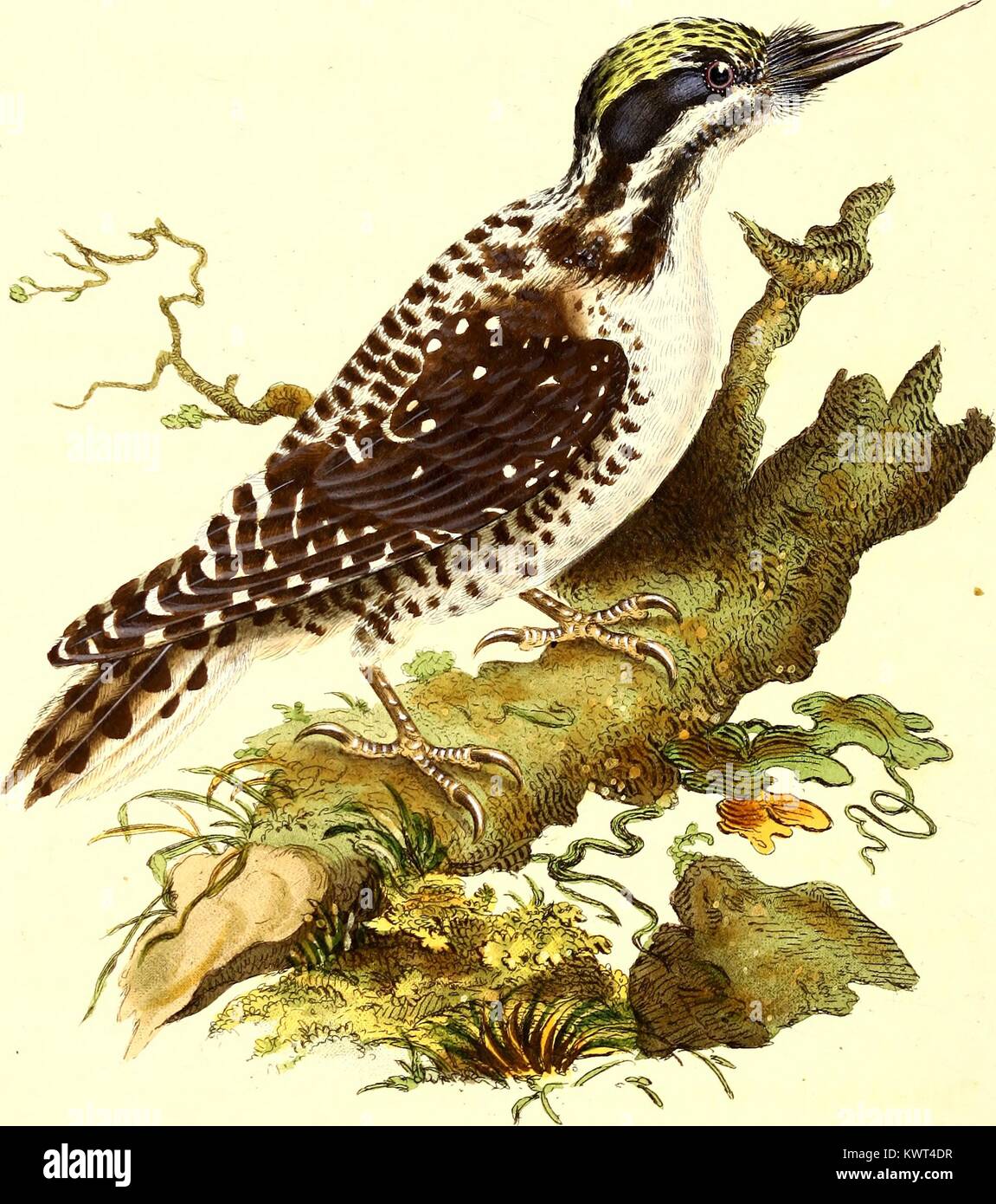 Historical engraving of birds hi-res stock photography and images - Alamy