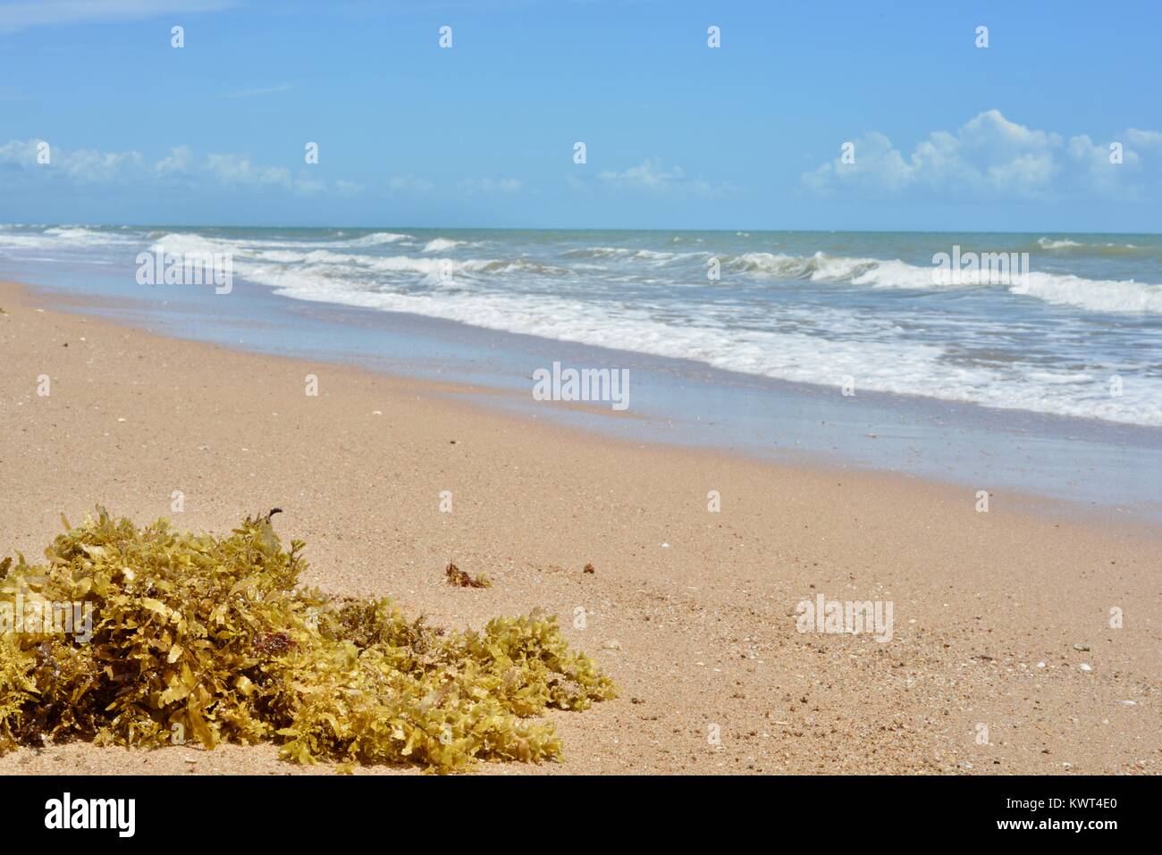 Brown macro algae, seaweed, on a deserted beach, Bagal Beach near ...