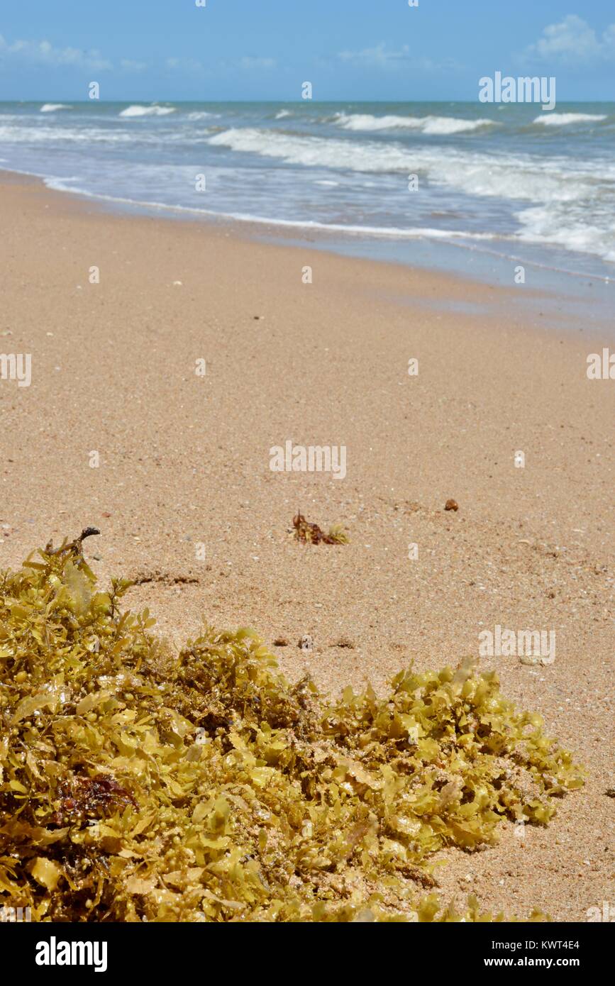 Algae On The Beach Stock Photos & Algae On The Beach Stock Images - Alamy