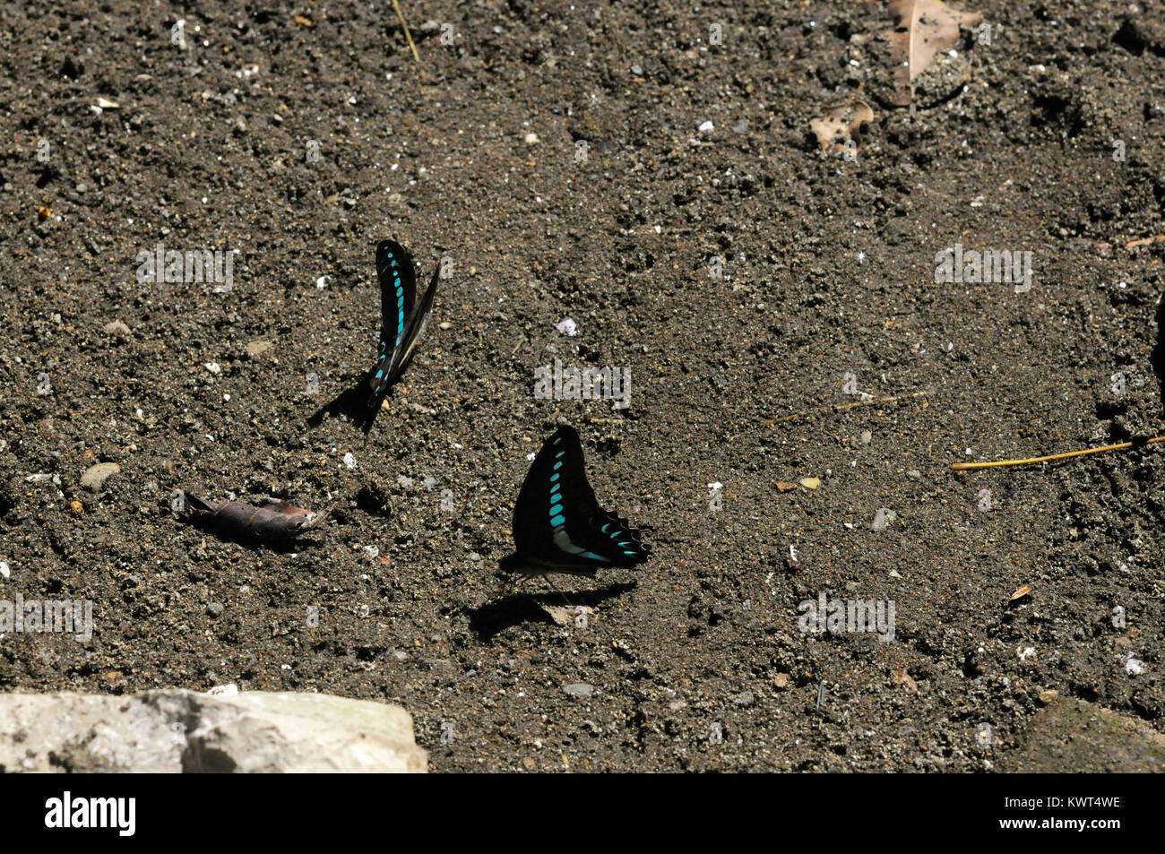 Multiple butterflies flying hi-res stock photography and images - Alamy