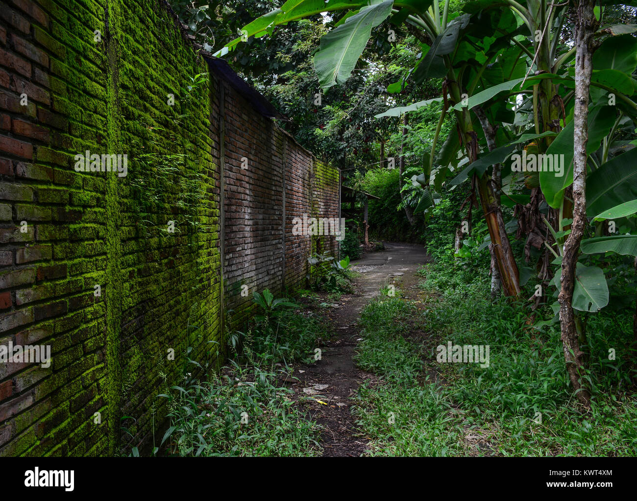An ancient brick house at green forest in Java Islands, Indonesia Stock ...