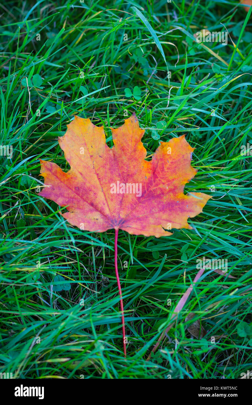 Single orange leaf hi-res stock photography and images - Alamy