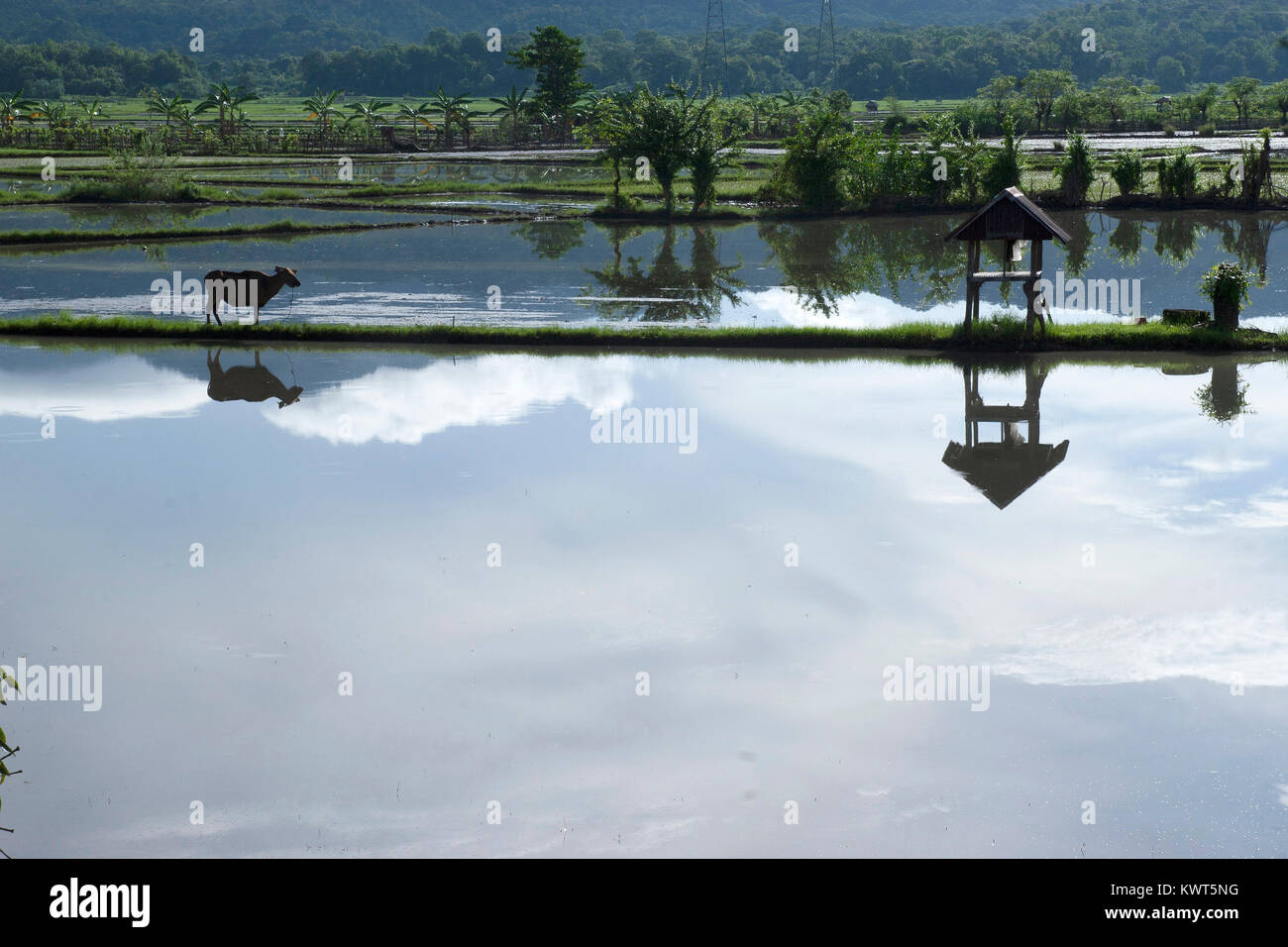 rice field panaroma on a village of South Sulawesi Stock Photo - Alamy