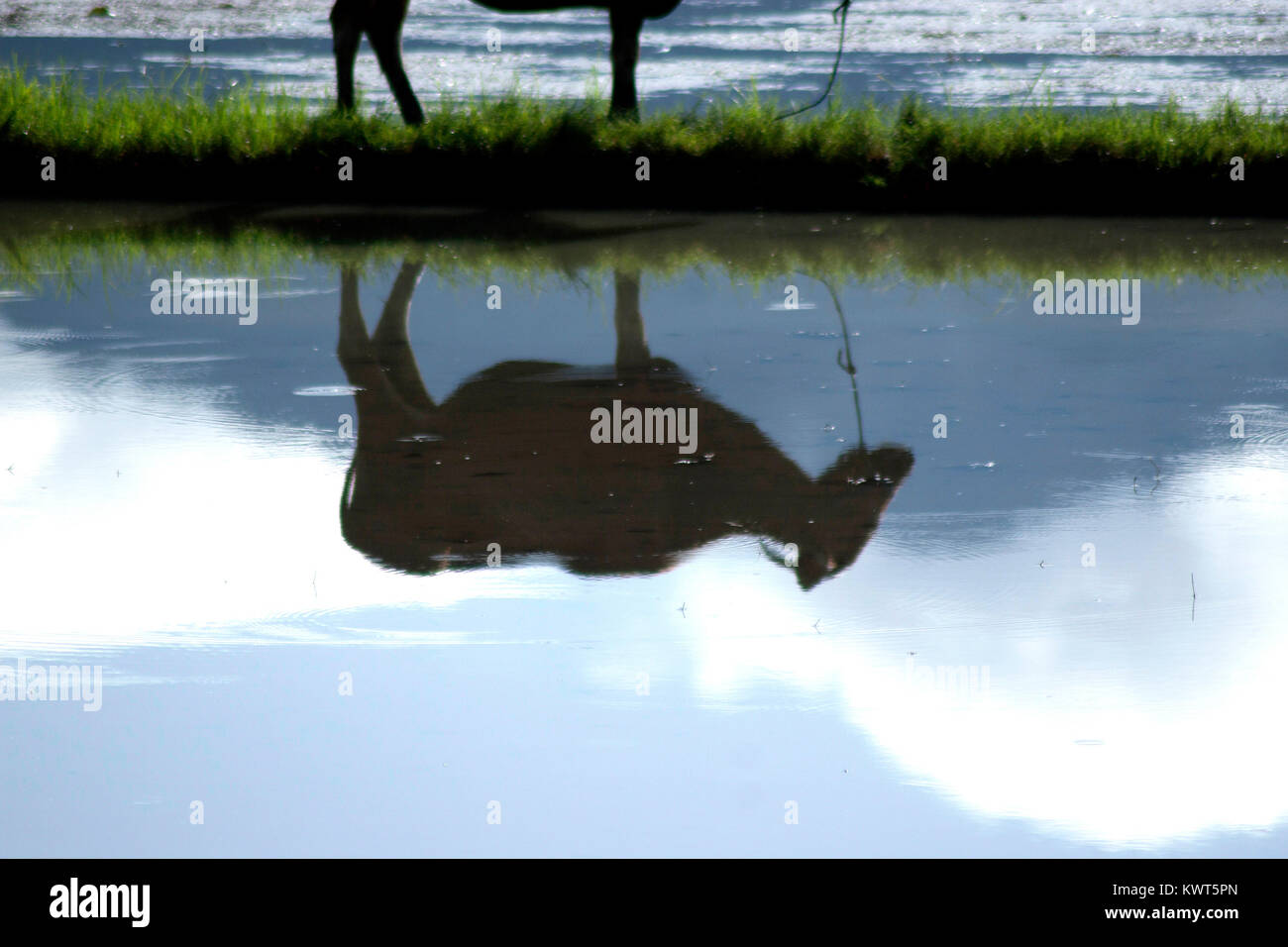 Cow at stock pond hi-res stock photography and images - Alamy