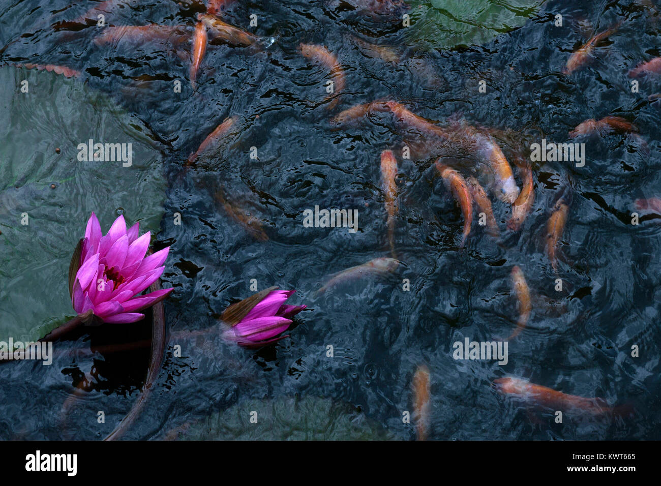 Red lotus bud light hi-res stock photography and images - Alamy