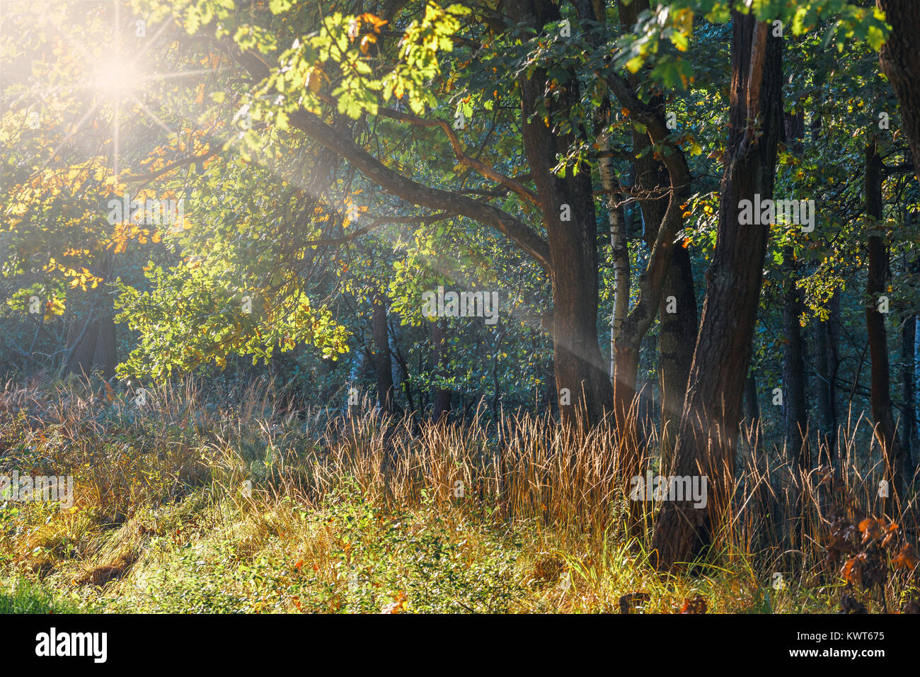 rays of sunlight in the green forest Stock Photo - Alamy