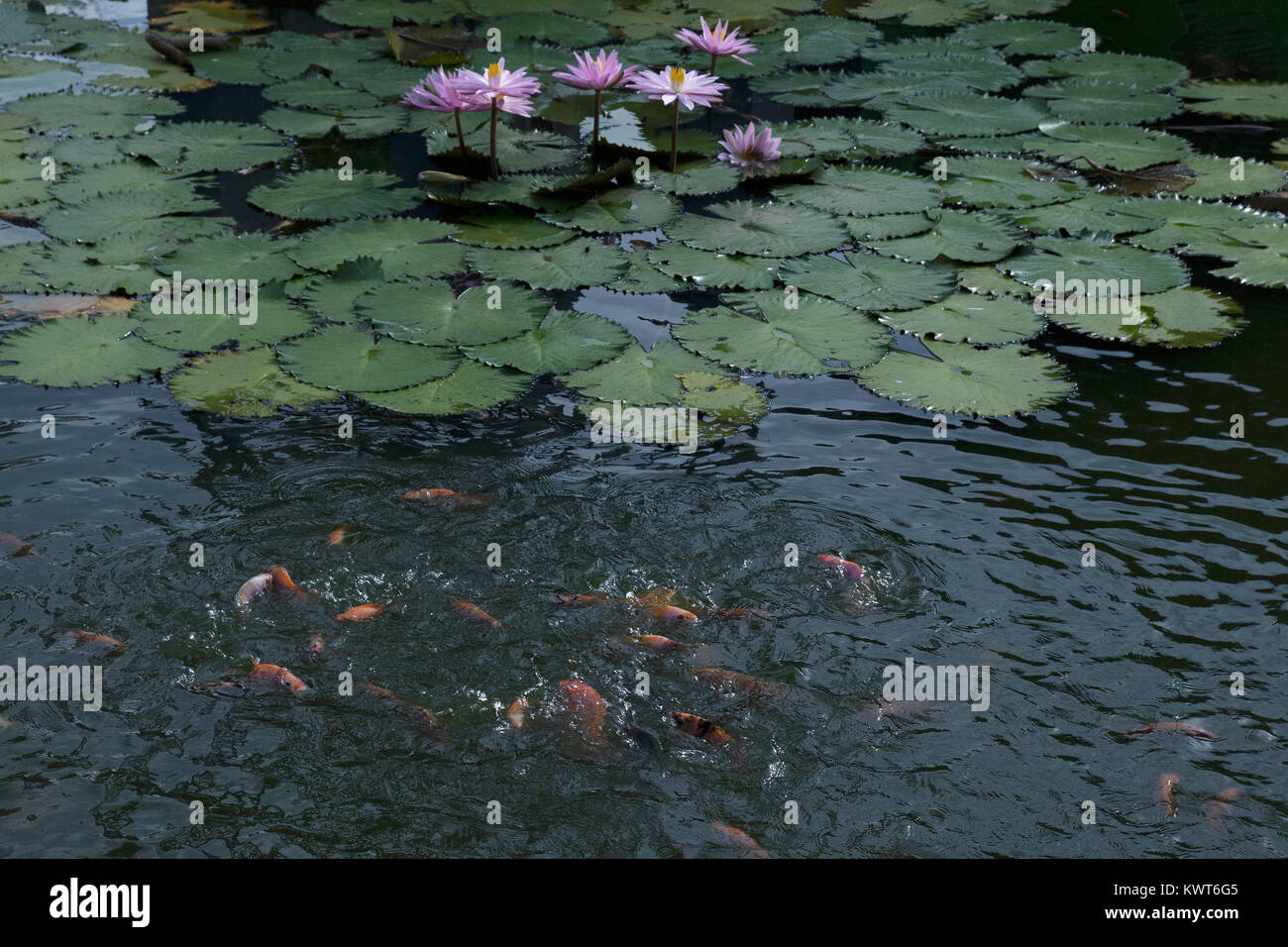 goldfish in the pond lotus flower Stock Photo - Alamy