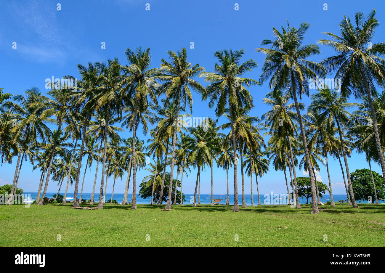 Coconut forest with blue sea on Lombok Island, Indonesia Stock Photo ...