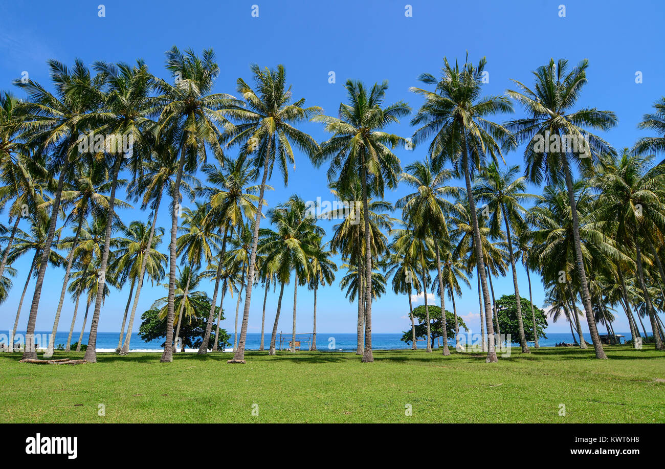 Coconut trees in park with blue sea on Lombok Island, Indonesia Stock ...